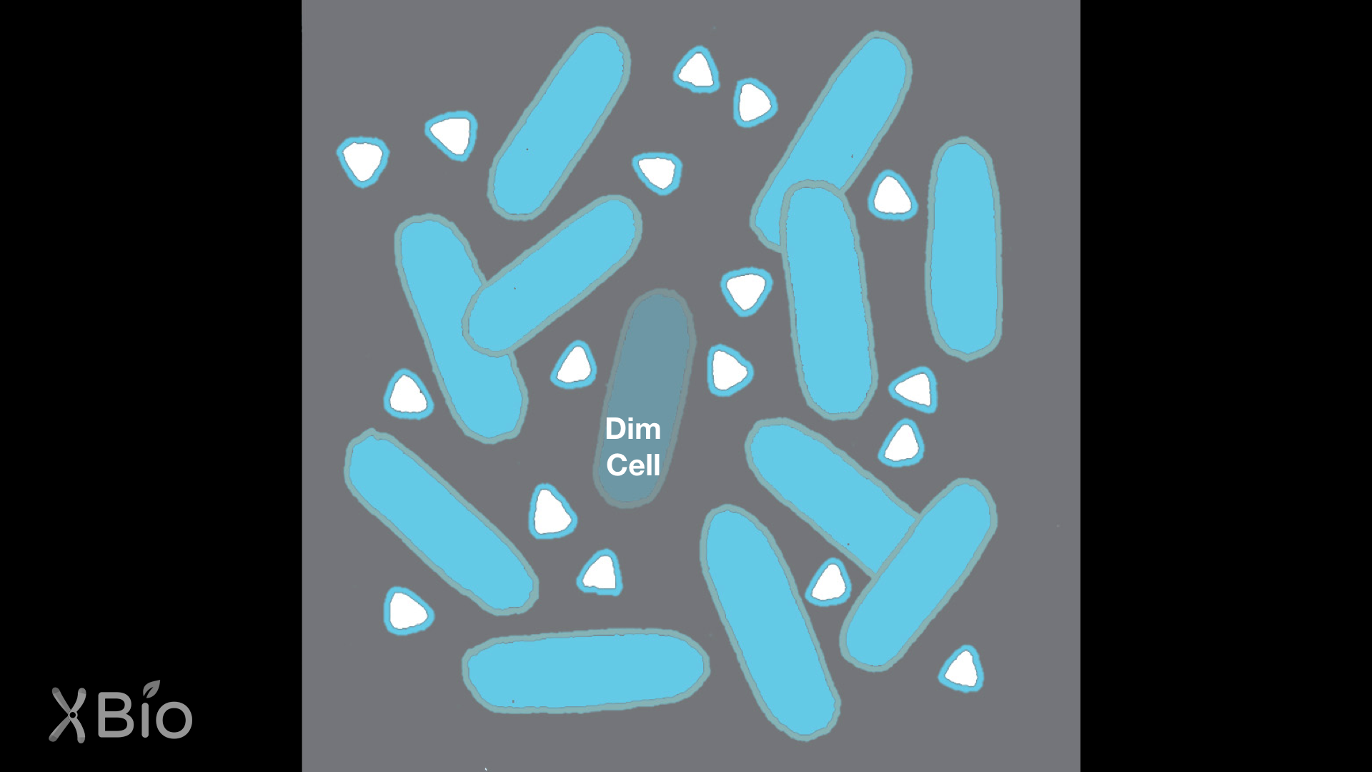 Quorum Sensing | Bacterial Communication | by Bonnie Bassler