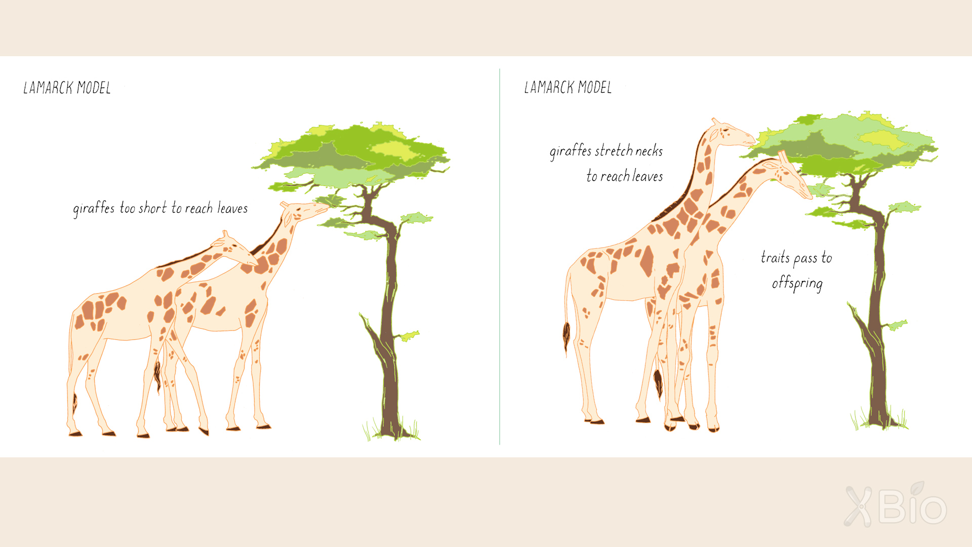 Mutations | Drivers of Evolution & Disease | Doug Koshland