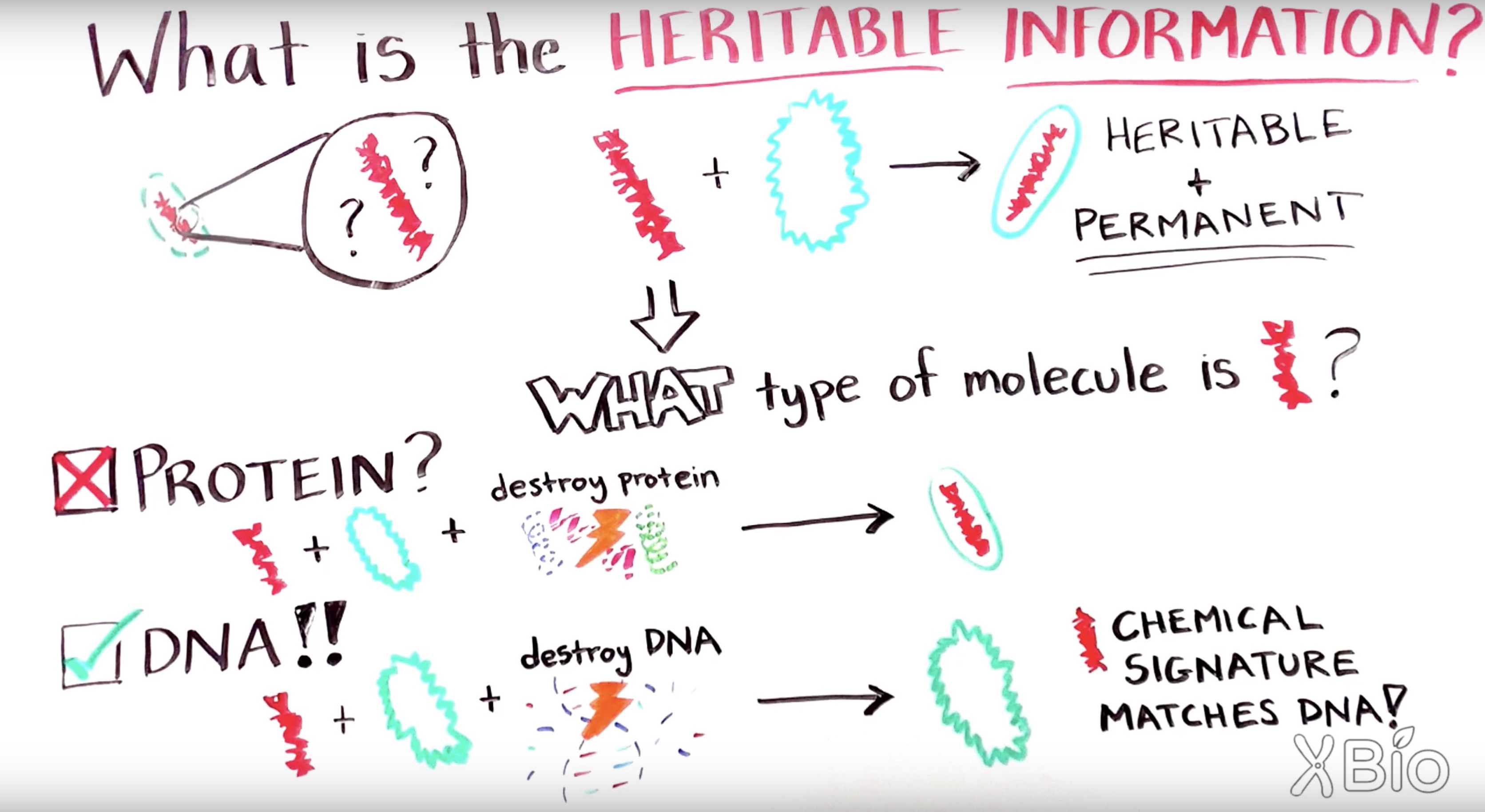 The Structure of DNA | by Ron Vale
