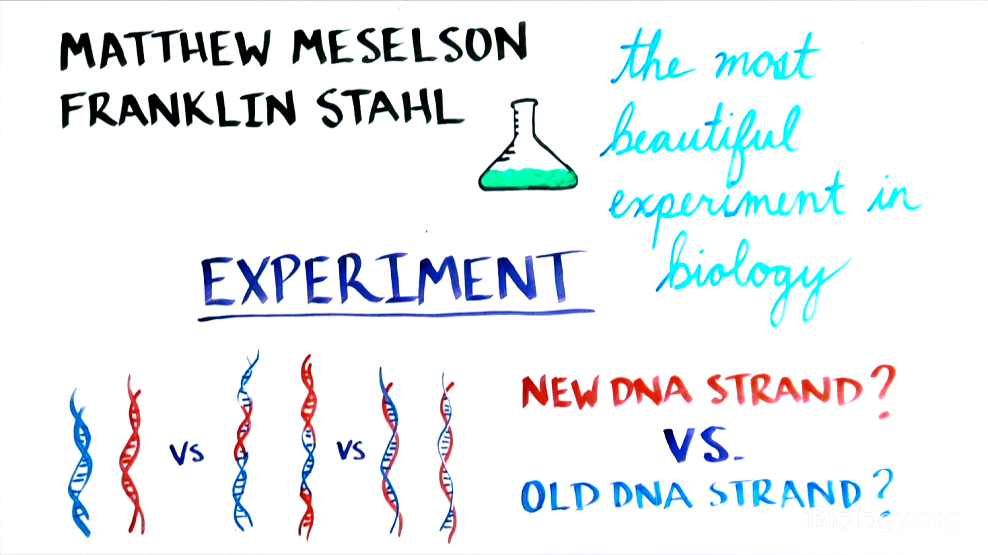 The Structure of DNA | by Ron Vale