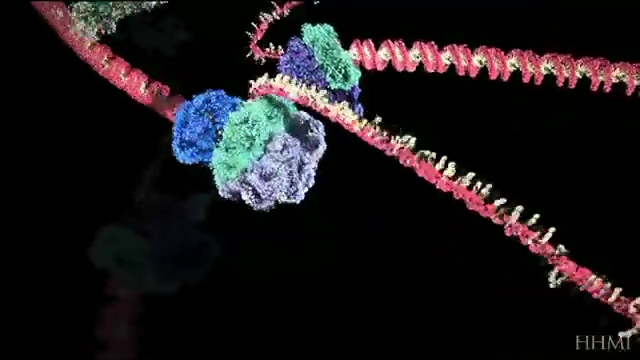 The Structure of DNA | by Ron Vale