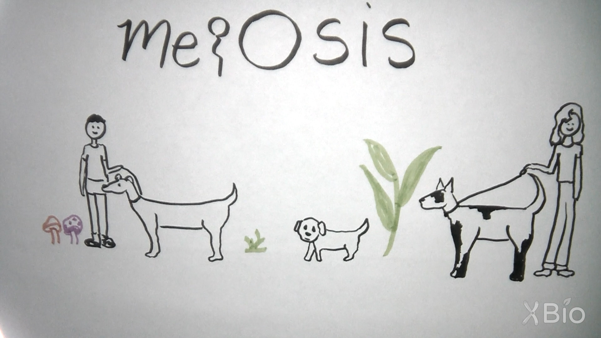 The Structure of DNA | by Ron Vale